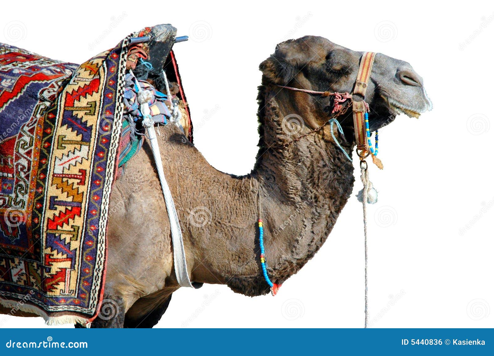 Camel Isolated on White Background Stock Photo - Image of nose, area ...