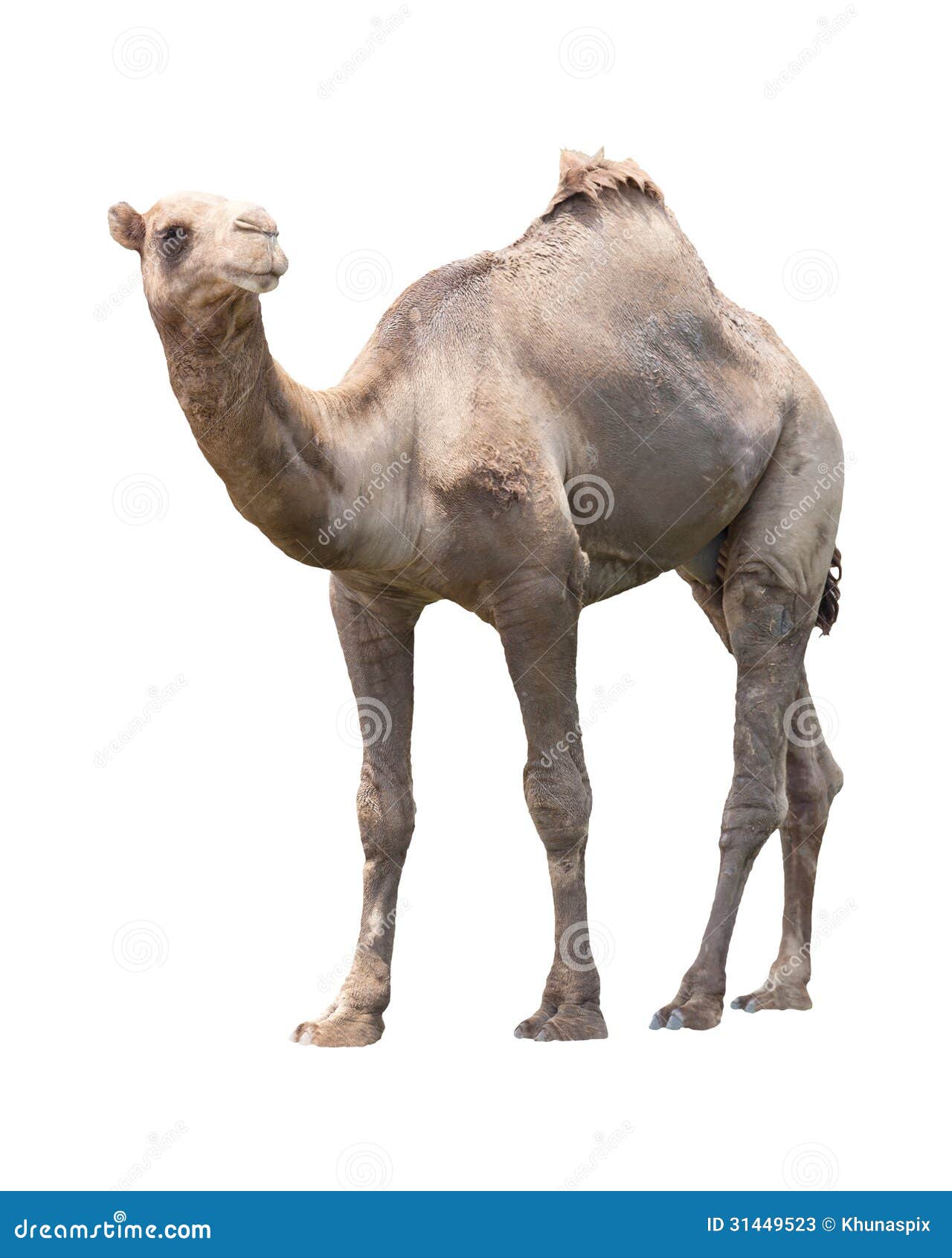 Camel isolated white stock image. Image of hump, dromedary - 31449523