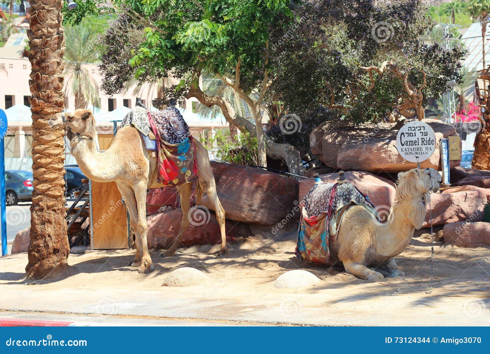 Camel in Israel stock photo. Image of dromedary, aboriginal - 73124344
