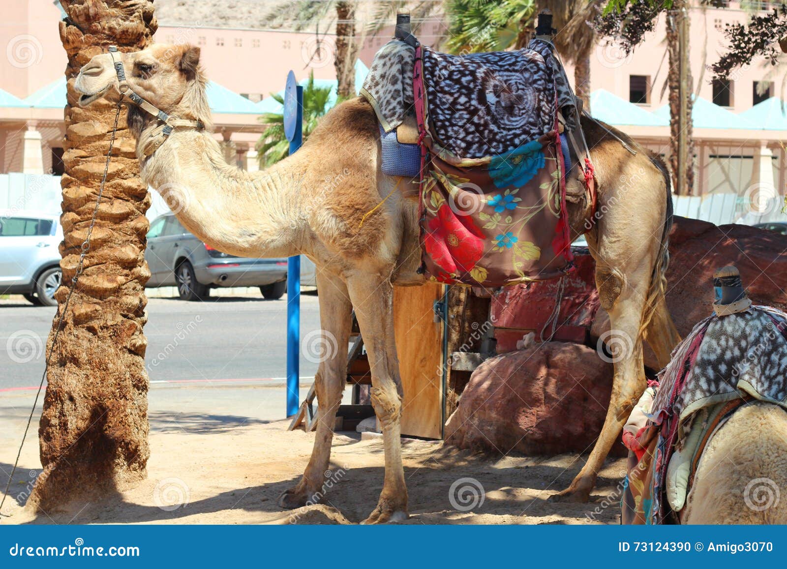 Camel in Israel stock photo. Image of canvas, africa - 73124390