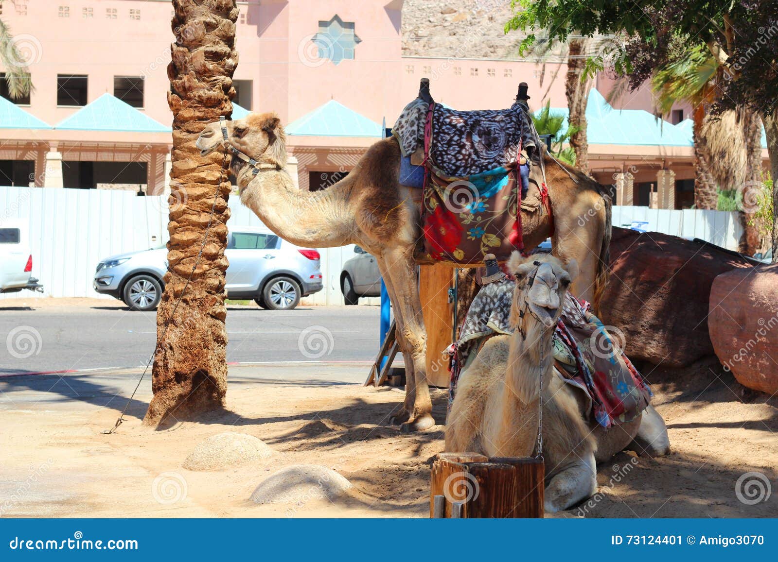 Camel in Israel stock image. Image of east, angle, building - 73124401