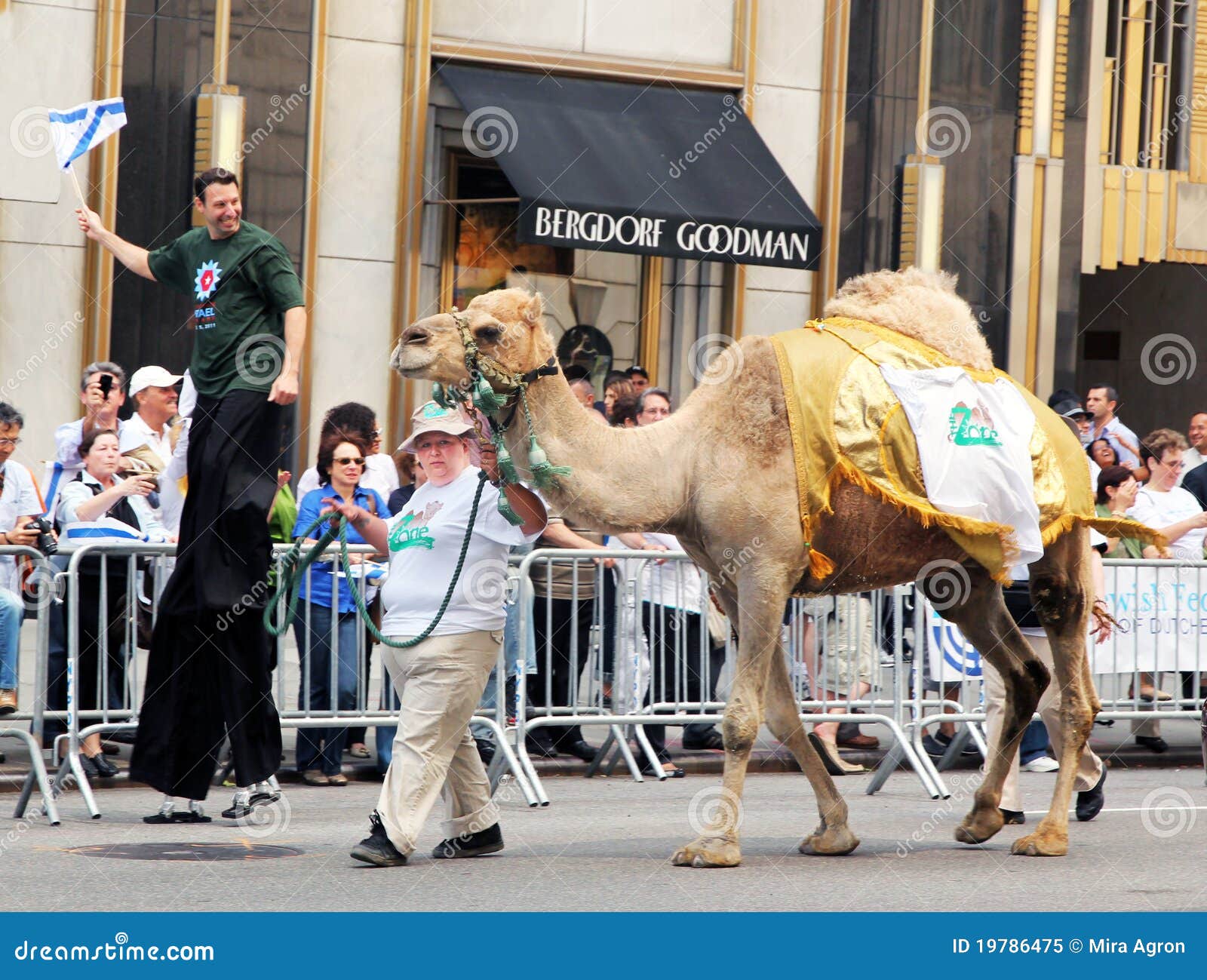 Camel on israel parade. editorial image. Image of marching - 19786475