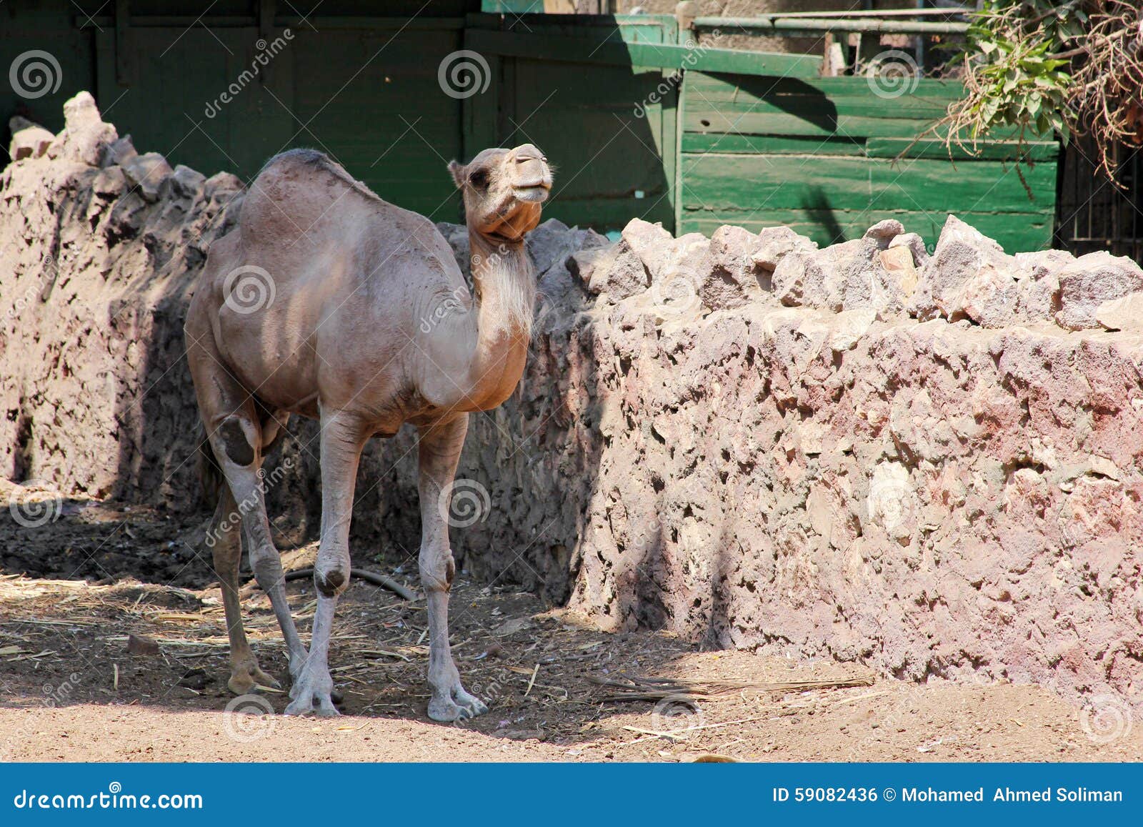 Camel stock photo. Image of park, sunlight, mammals, wildlife - 59082436