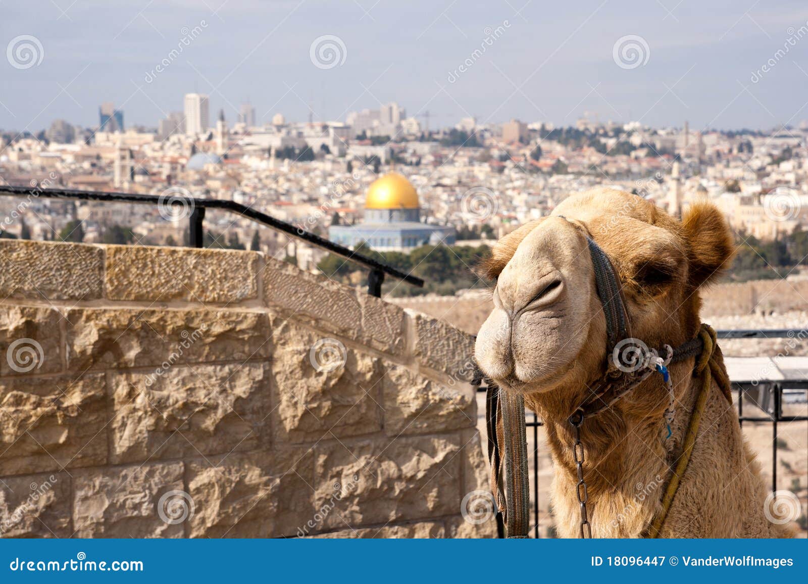 Camel Jerusalem stock image. Image of religious, city - 18096447