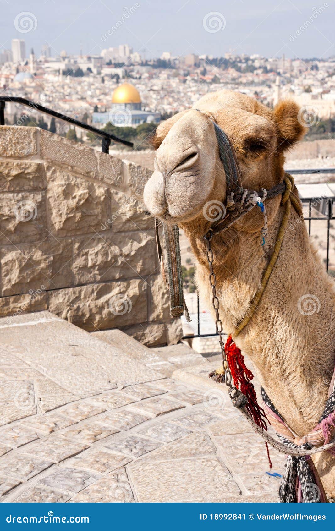 Camel - Jerusalem stock image. Image of dome, architecture - 18992841