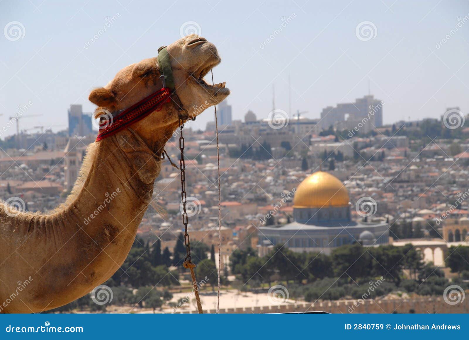 Camel in Jerusalem stock image. Image of mound, dome, religion - 2840759