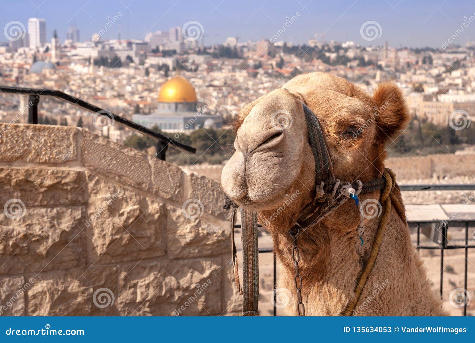 Camel Jerusalem Israel stock image. Image of landmark - 135634053