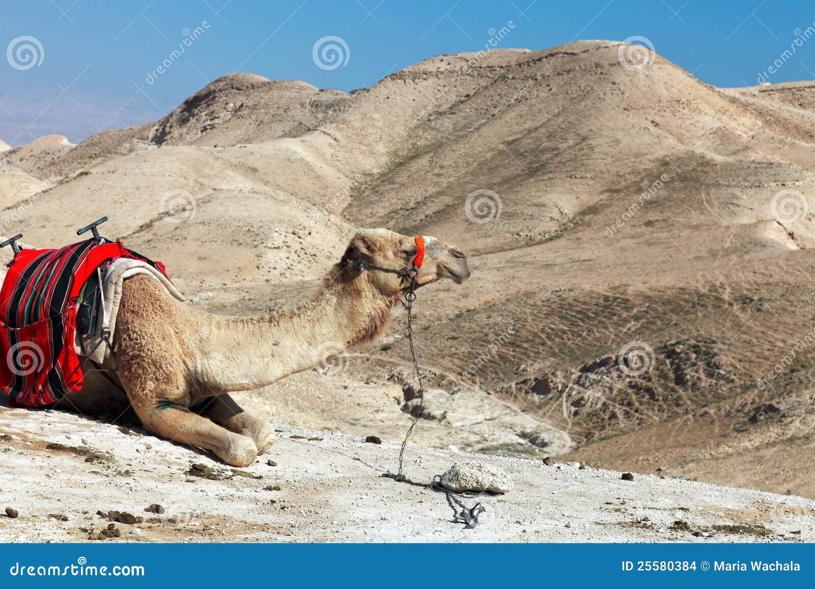 Camel In Judean Desert,Israel Stock Photography | CartoonDealer.com ...