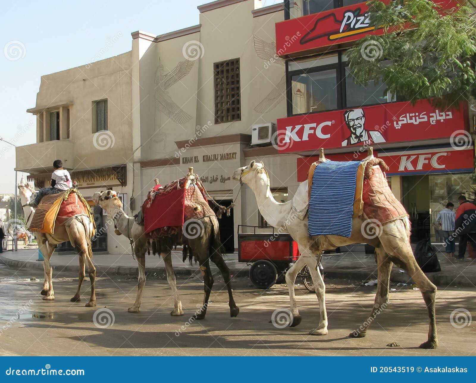 Camel KFC Drive through editorial stock image. Image of egypt - 20543519