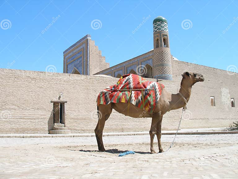 Camel in Khiva,Uzbekistan stock photo. Image of silk, animal - 4584356
