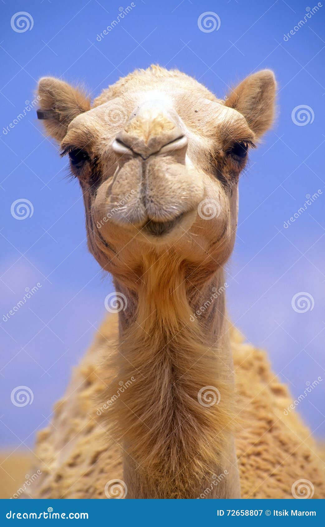 Camel L Portrait, Front View Stock Image - Image of camel, cute: 72658807