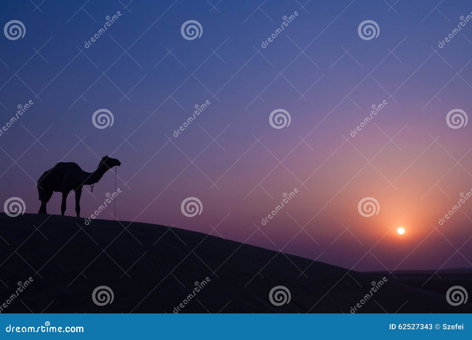 Camel and landscape stock image. Image of india, loneliness - 62527343