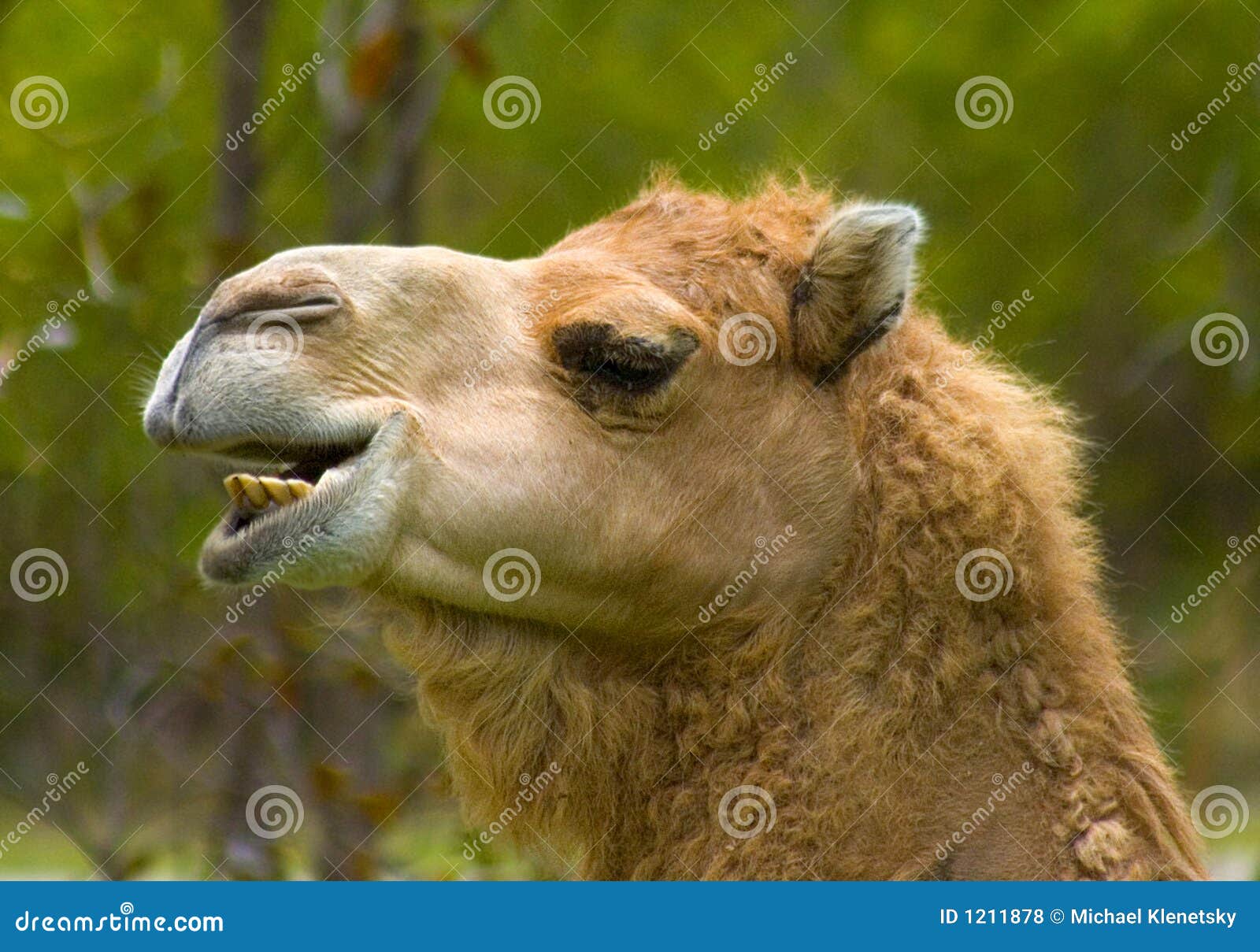 Camel Laughing stock photo. Image of laugh, middle, egypt - 1211878