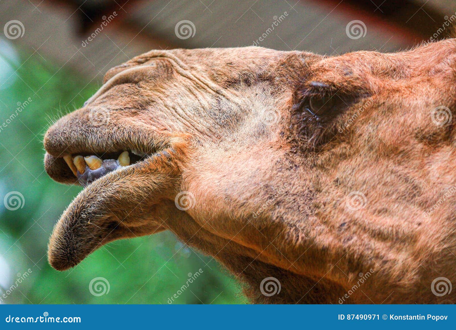 The camel laughs. stock image. Image of expressing, camel - 87490971