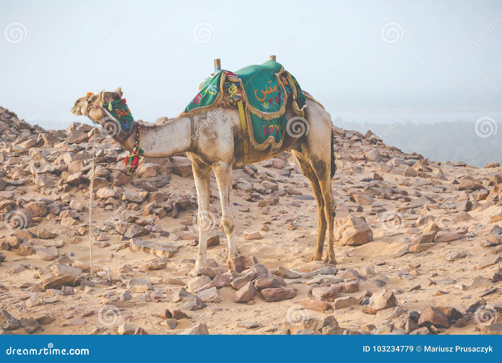 Camel Lay with Traditional Bedouin Saddle in Egypt Stock Image - Image ...