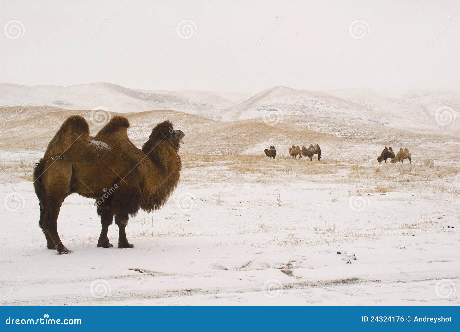 Camel leader near his herd stock photo. Image of snout - 24324176