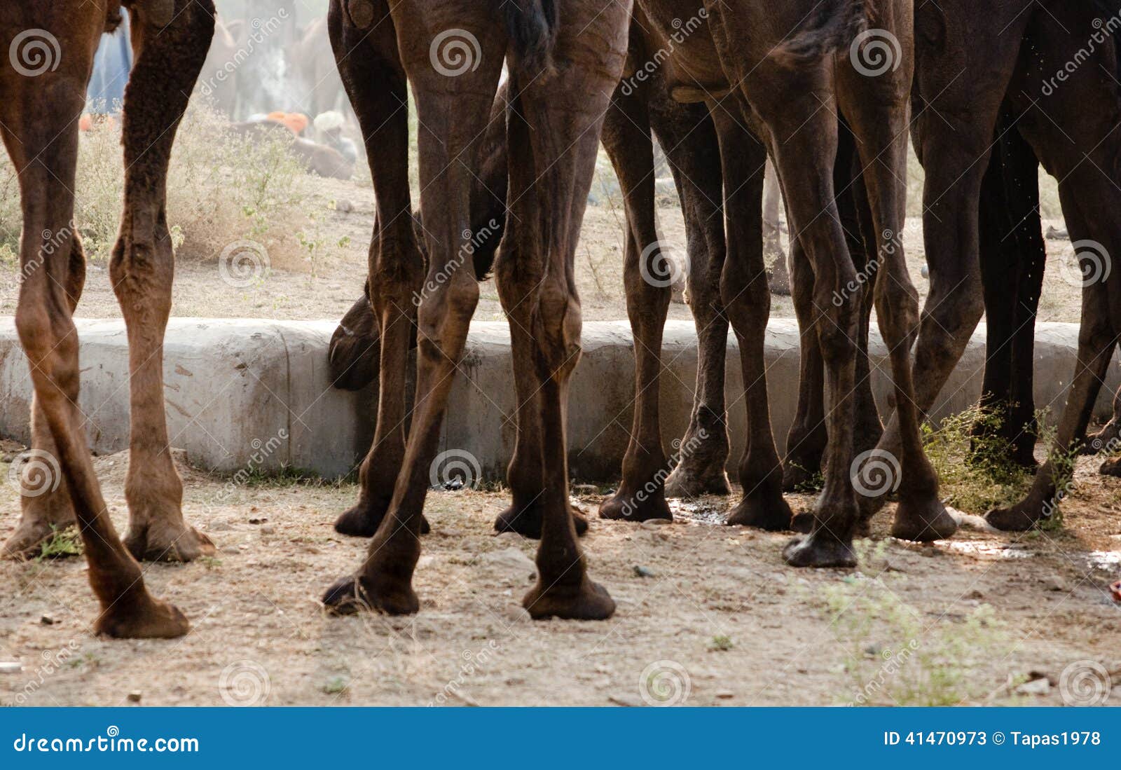 Camel legs stock image. Image of drinking, asia, india - 41470973