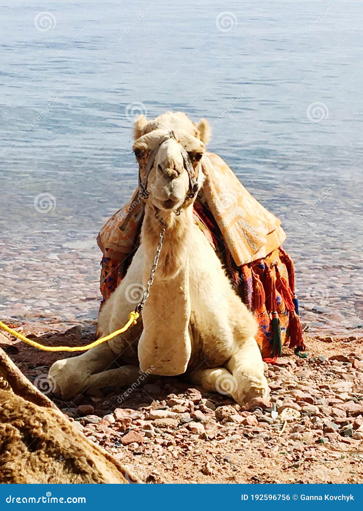 Camel on the beach stock photo. Image of camel, traveling - 192596756
