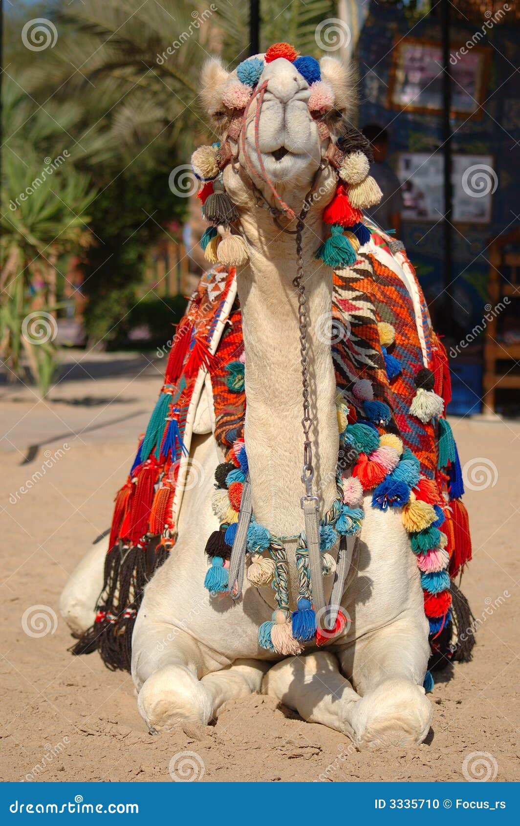 Camel life stock photo. Image of beach, camels, arab, east - 3335710