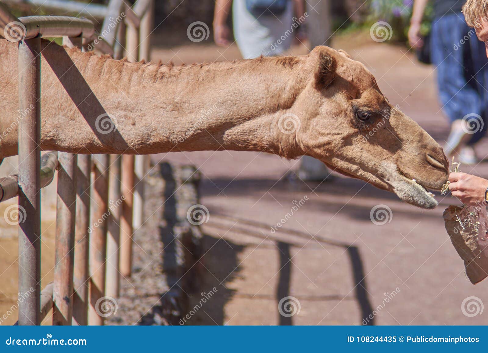Camel, Camel Like Mammal, Arabian Camel, Snout Picture. Image: 108244435