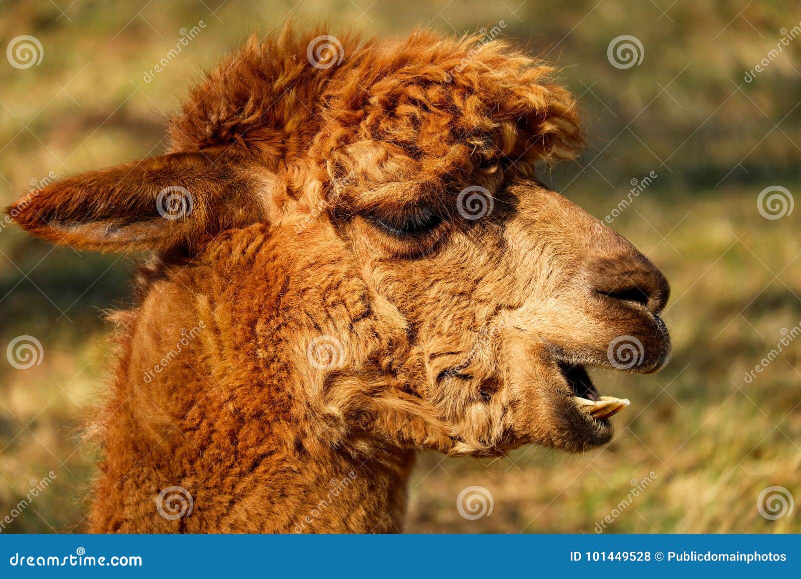 Camel Like Mammal, Terrestrial Animal, Llama, Alpaca Picture. Image ...