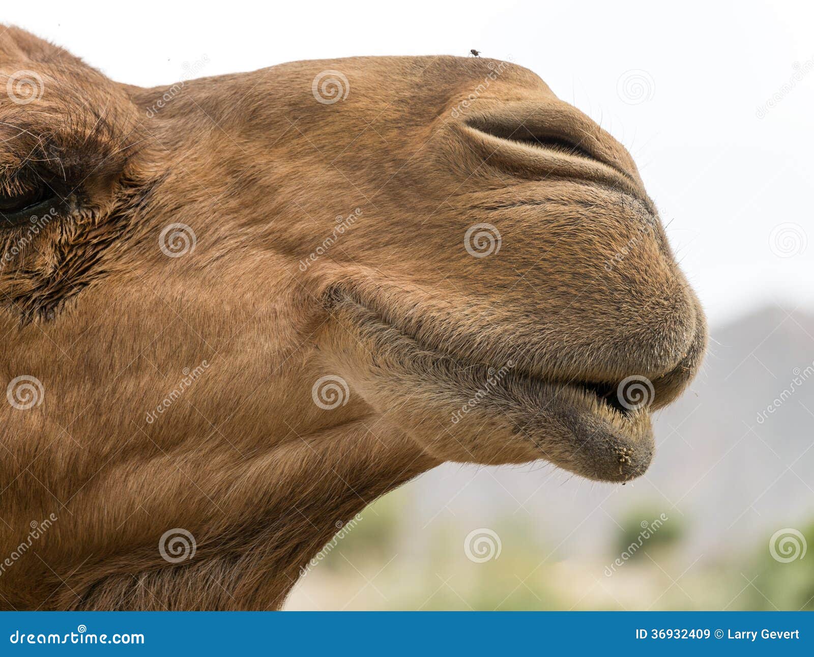 Camel and a little friend stock image. Image of bactrian - 36932409