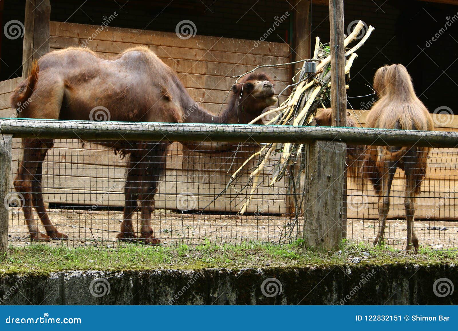 Camel lives in the zoo stock image. Image of beast, nature - 122832151