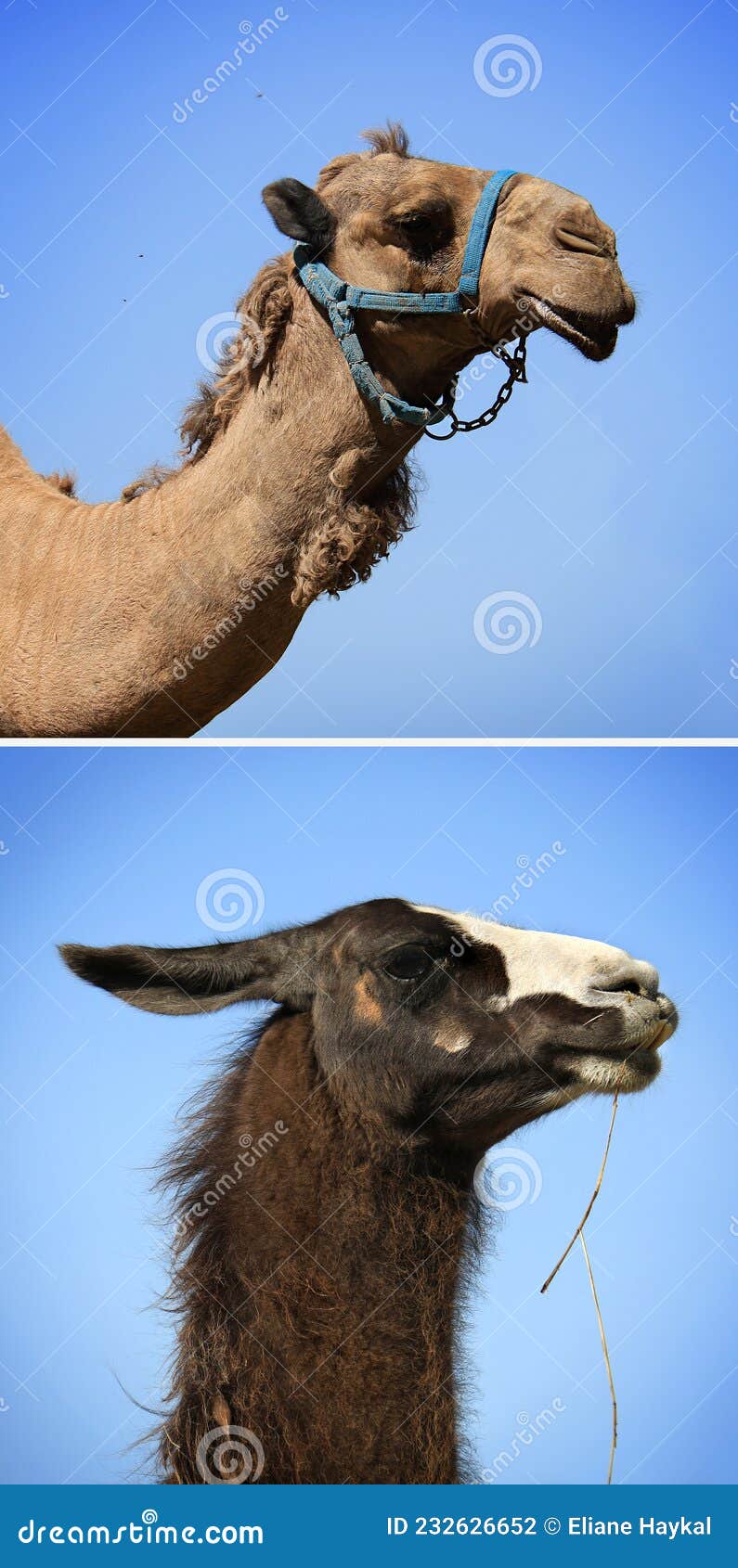 Camel and Llama Collage stock photo. Image of exotic - 232626652