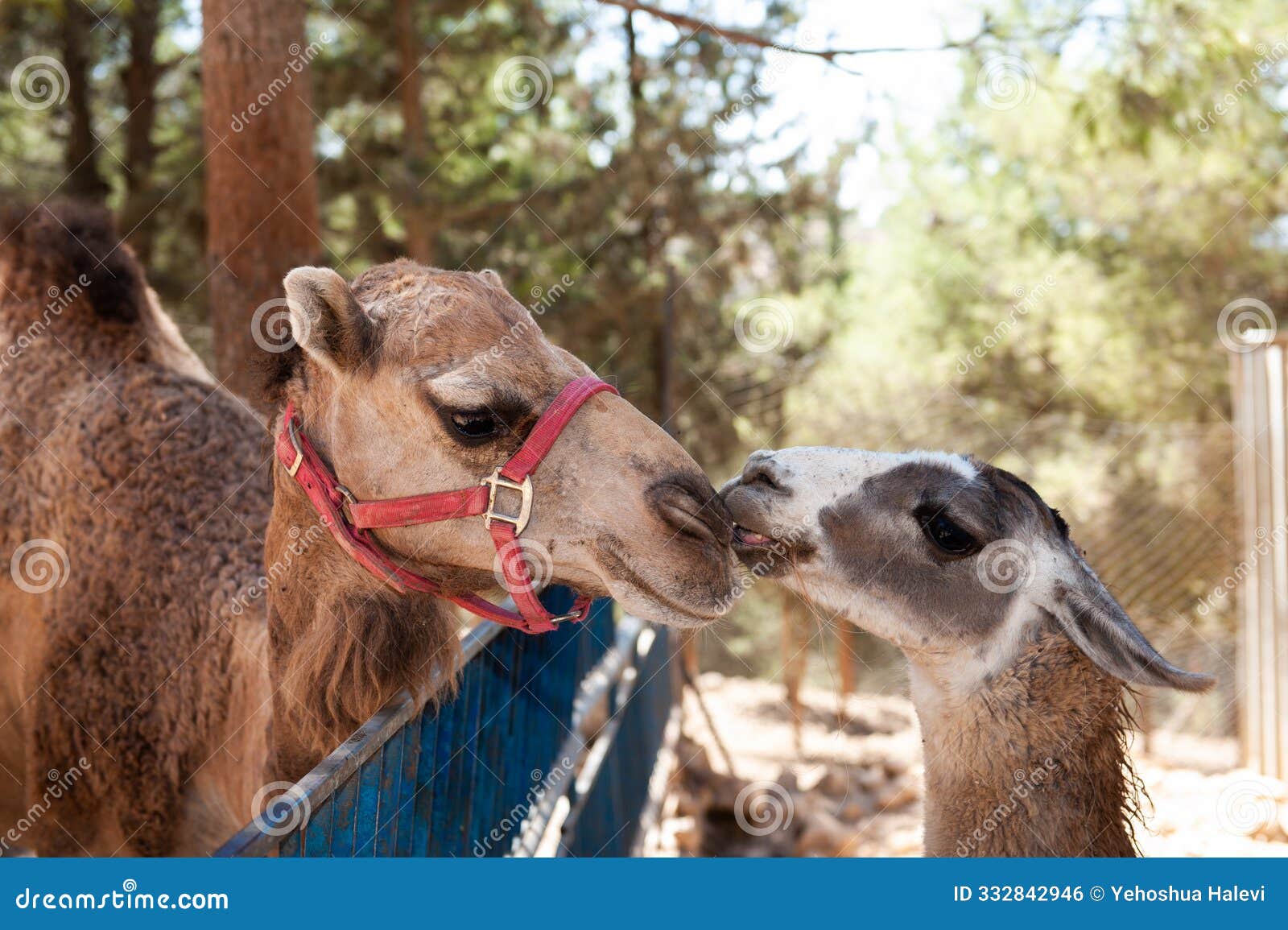 A Camel and a Llama in Separate Enclosures Meet at a Fence and Rub ...