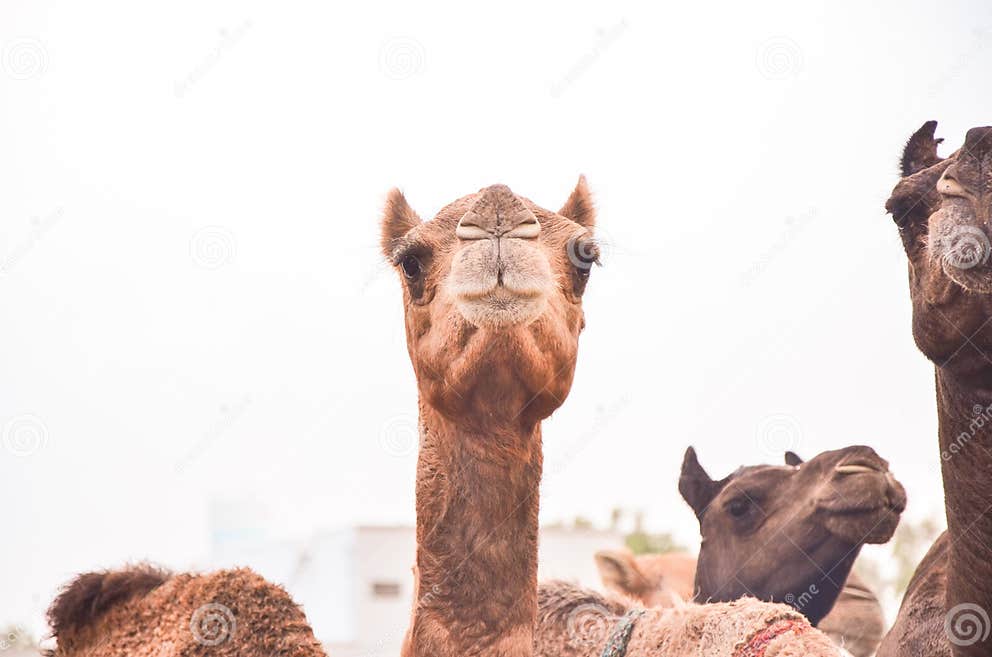 Camel stock photo. Image of asian, brown, middle, view - 109837890
