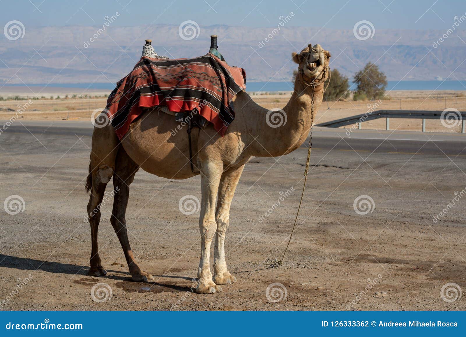 Camel Looking at the Camera while Standing Still Close To the Road ...