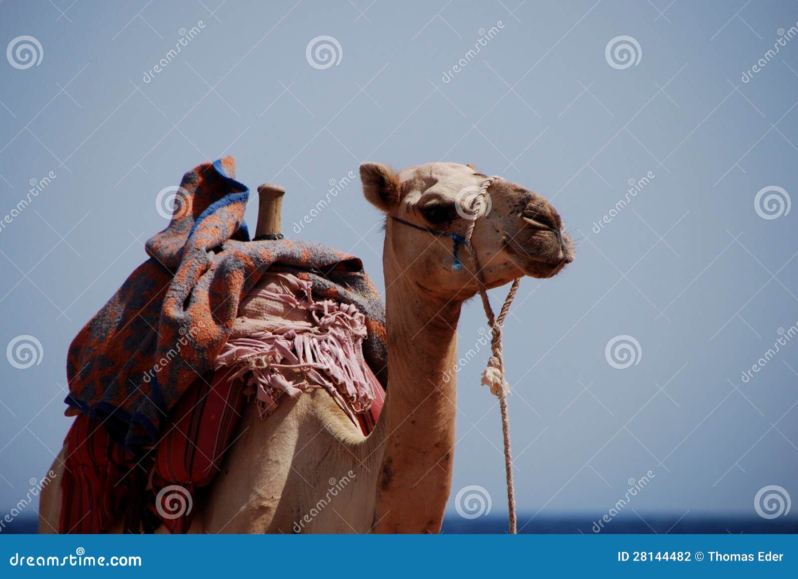 Camel looks stock photo. Image of beach, caravan, middle - 28144482