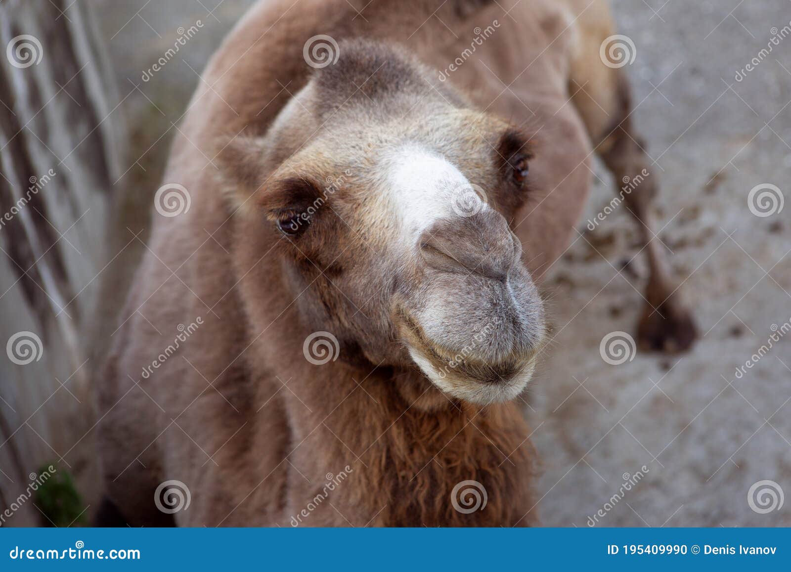 The Camel Looks at the Camera Stock Photo - Image of emirates, furry ...