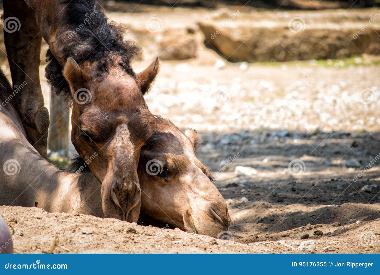 Camel love stock image. Image of valentine, romance, bactrian - 95176355