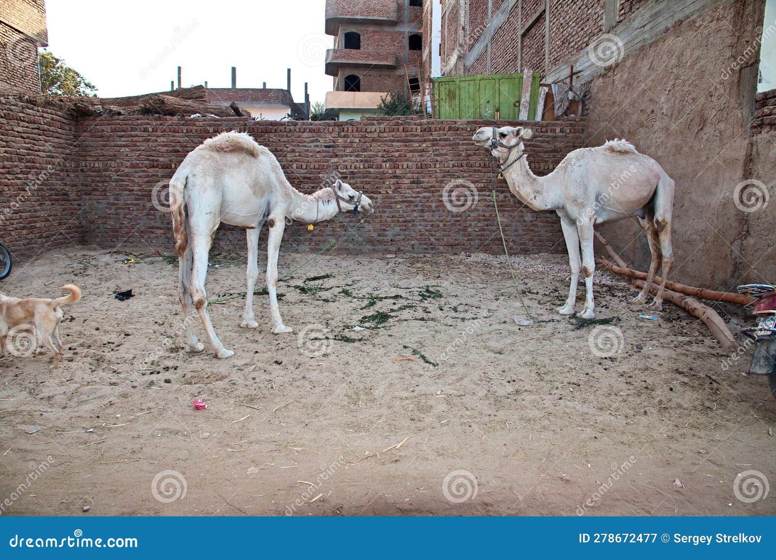 The Camel in Luxor City, Egypt Stock Image - Image of luxor, animal ...