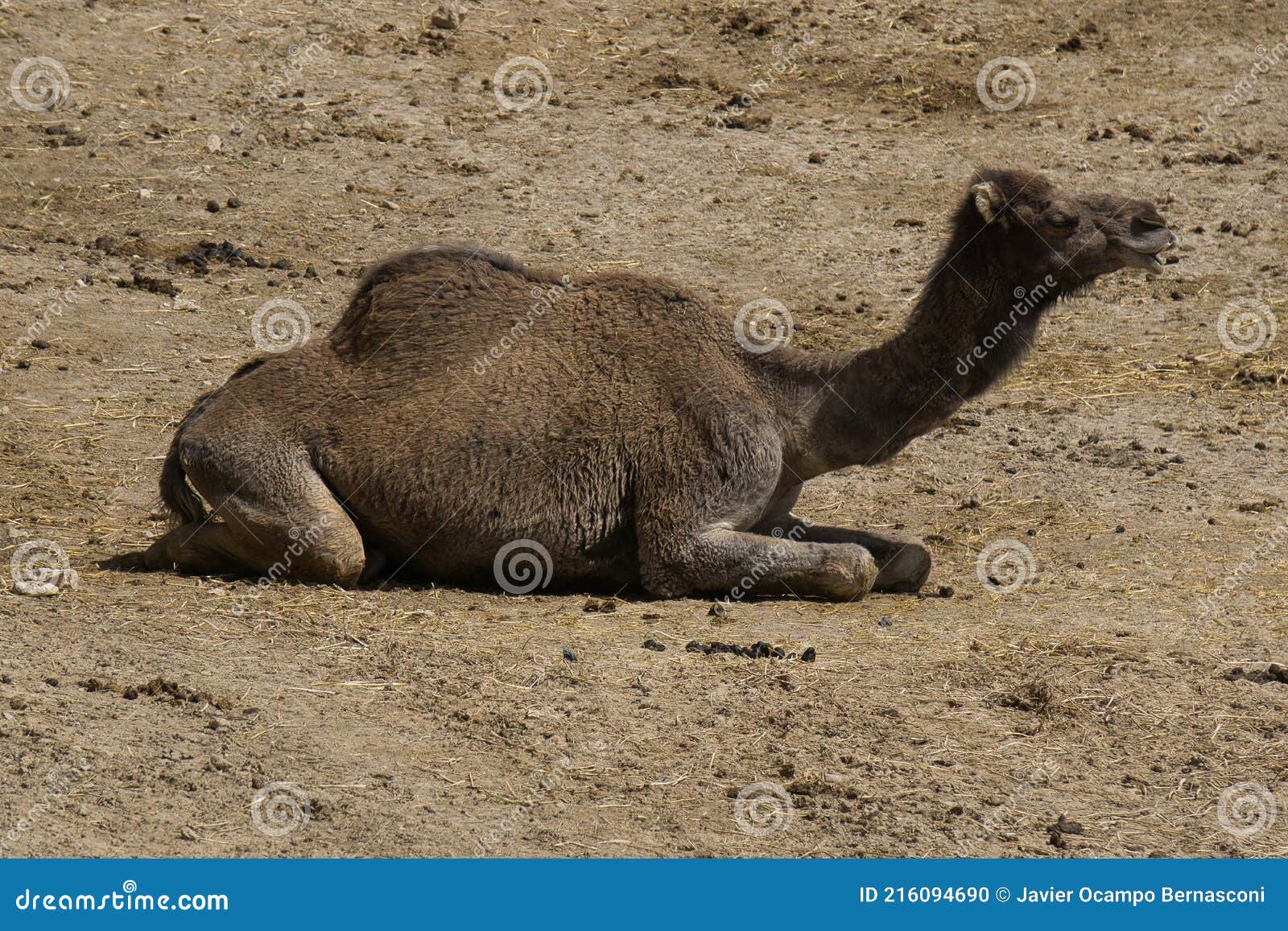 Camel lying on the floor stock photo. Image of outdoor - 216094690