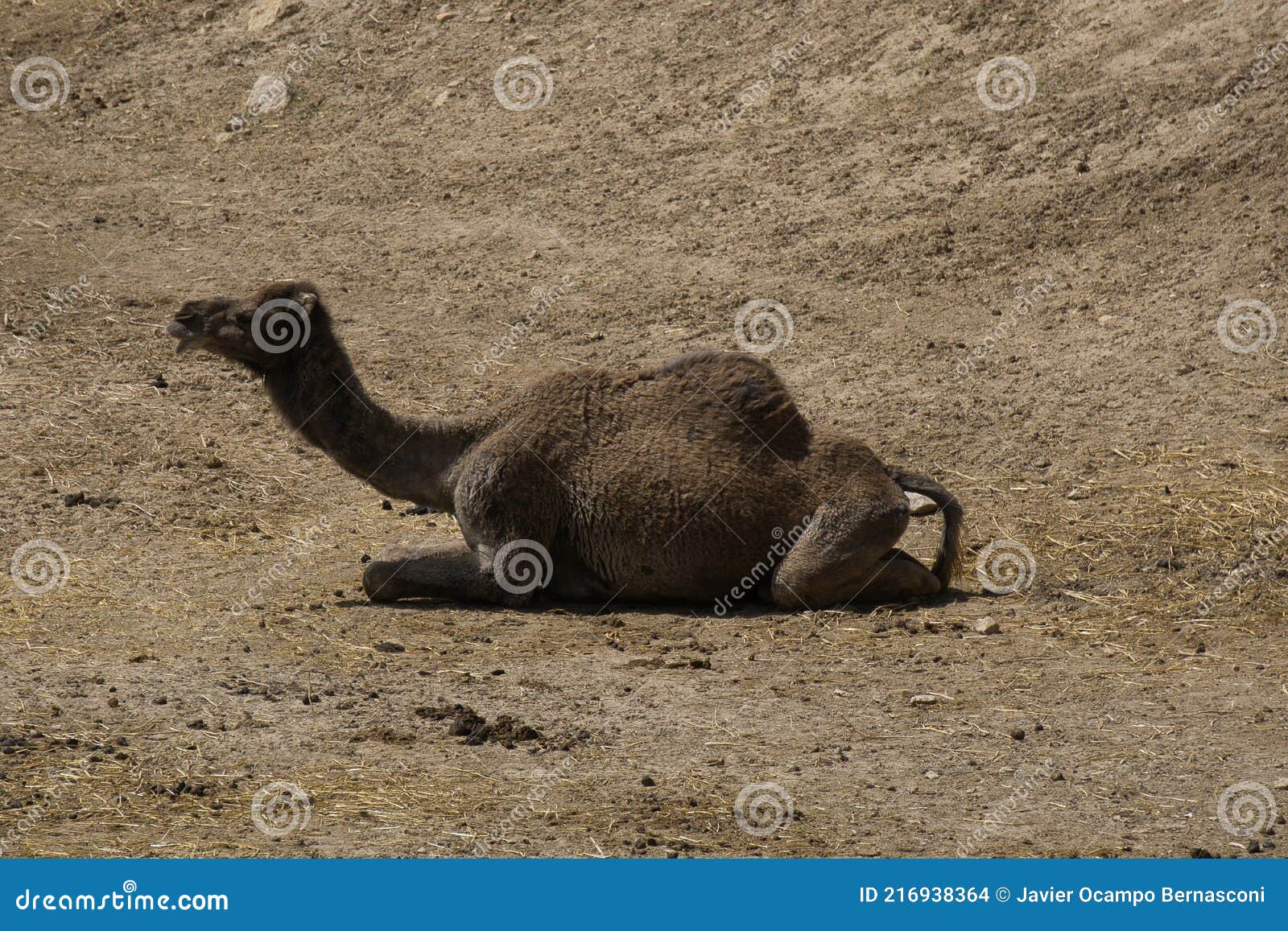 Camel lying on the floor stock photo. Image of adventure - 216938364