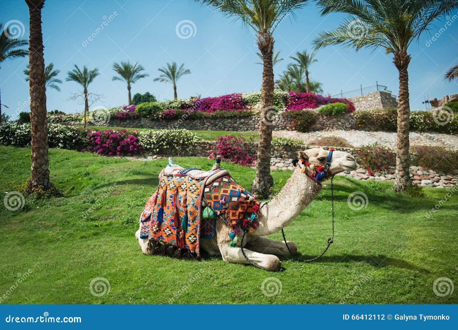 Camel Lying on the Grass Near To Palm Trees Stock Photo - Image of ...