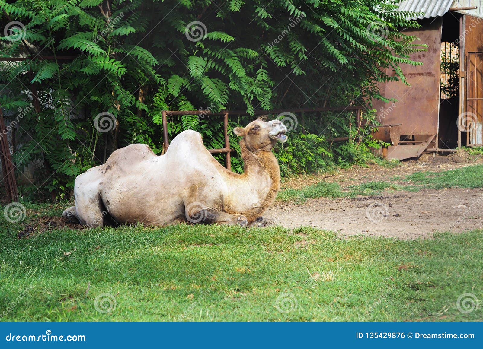 Camel lying on green grass stock photo. Image of lying - 135429876