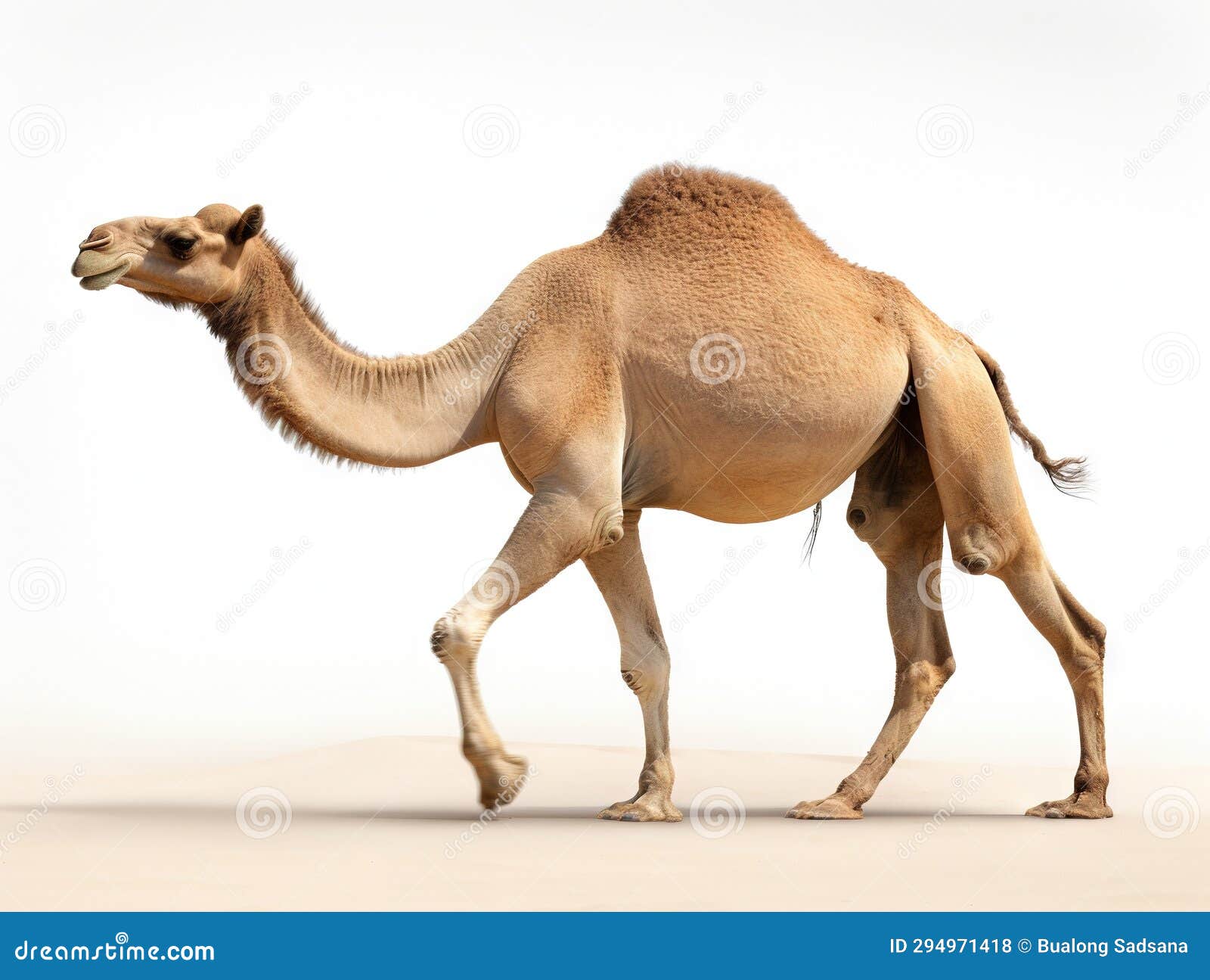 Camel Made with Generative AI Illustration Stock Illustration ...
