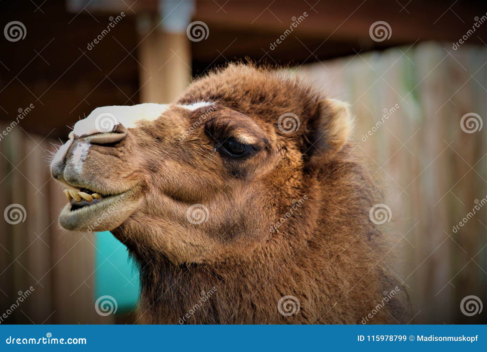 Funny Face Camel stock image. Image of dromedary, arid - 115978799