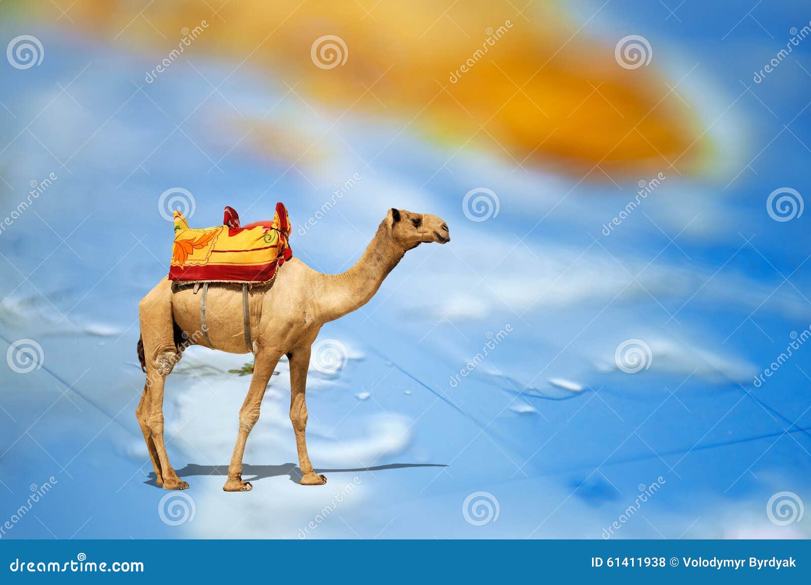 Camel Map