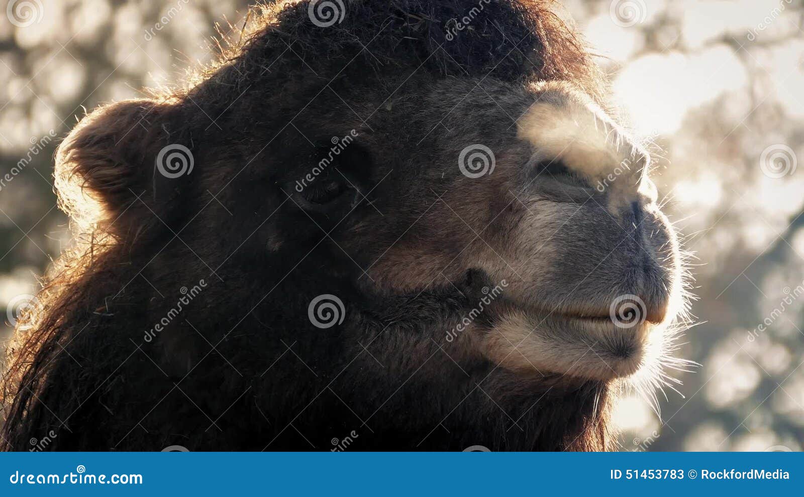 Camel Misty Breathing Stock Footage & Videos - 5 Stock Videos