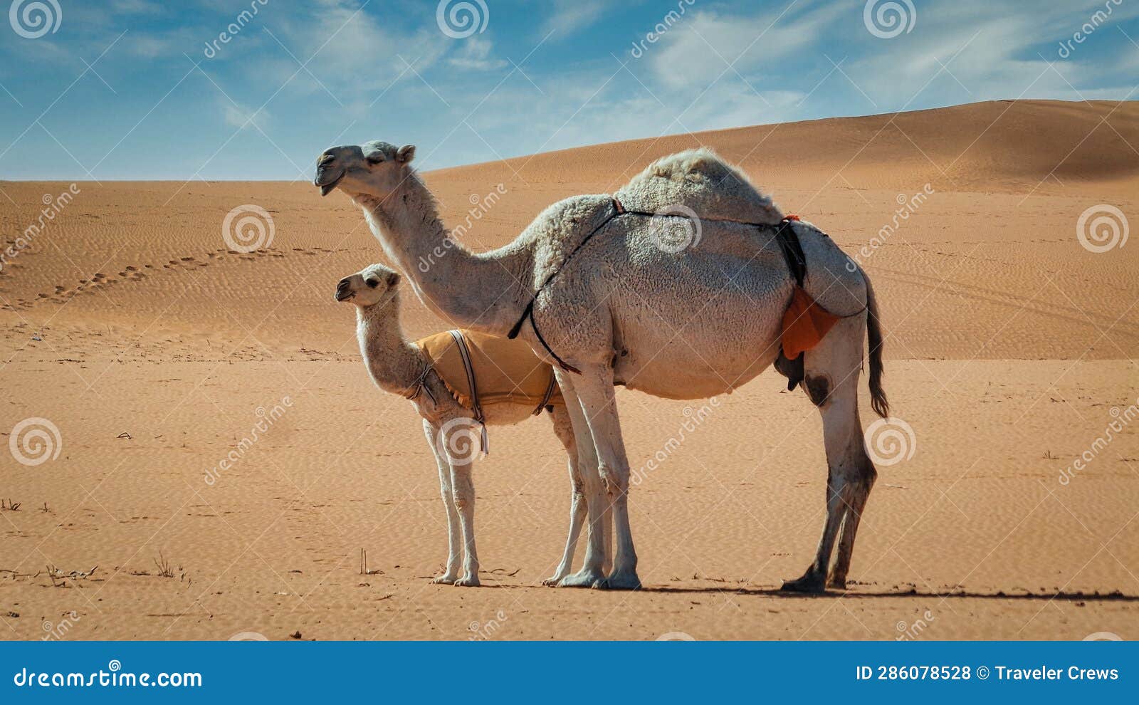 Camel Mother with Her Child Stock Photo - Image of child, mother: 286078528