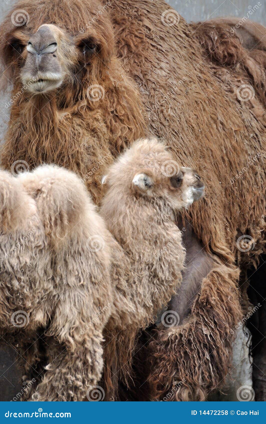 Camel mother and kid stock photo. Image of wildlife, camel - 14472258