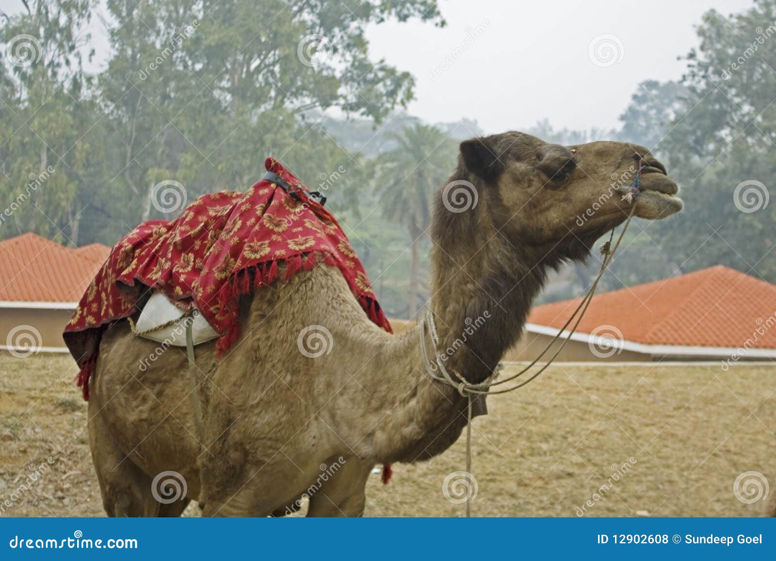 Camel with Mount for Riders Stock Photo - Image of arab, dune: 12902608