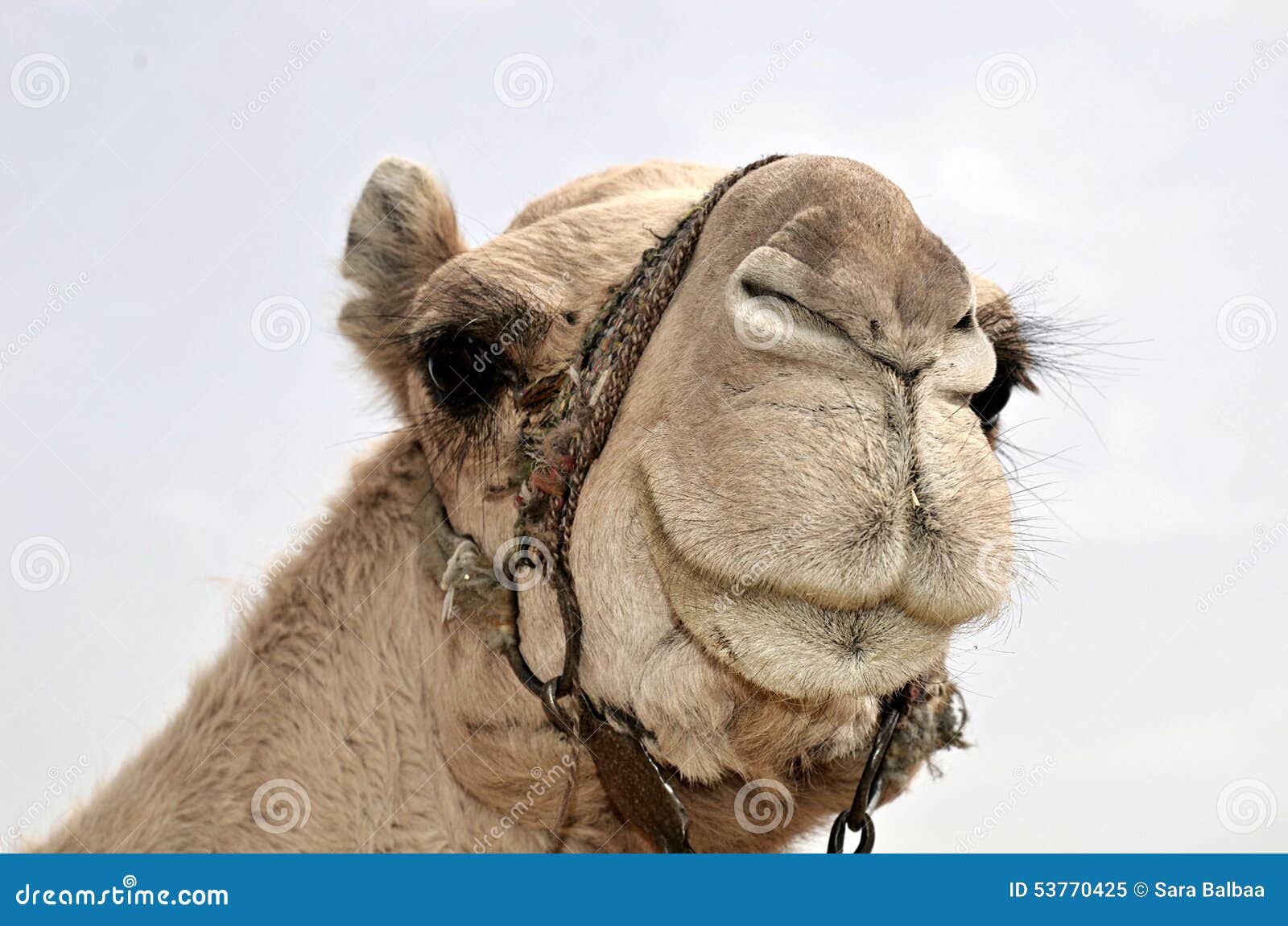 Smiling Camel Face