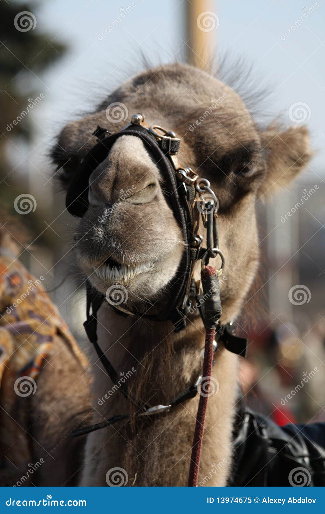 Camel muzzle stock image. Image of mammals, wool, wildlife - 13974675