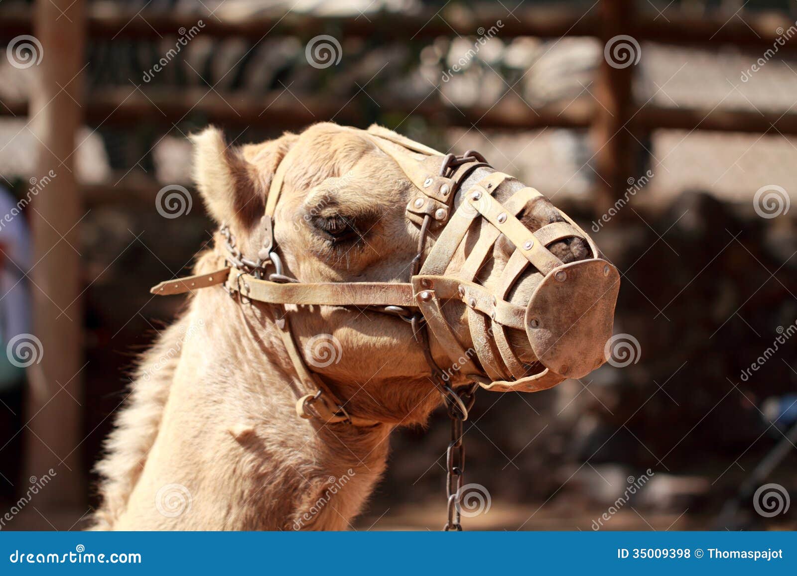 Camel with muzzle stock photo. Image of transportation - 35009398