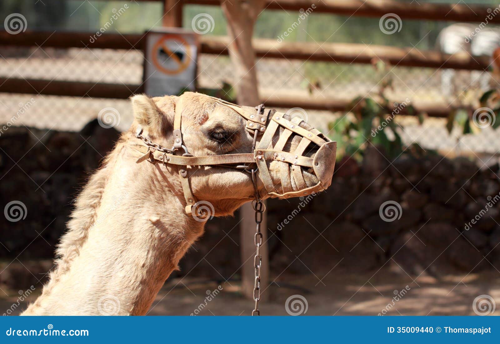 Camel with muzzle stock photo. Image of mammal, tour - 35009440